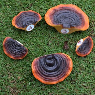 Generic Simulationsharz-Mini-Reishi-Pilz-Wandregal-Set f&uuml;r Cottage-Au&szlig;enterrassen-Dekoration, Wetterbest&auml;ndig f&uuml;r die Gartenlandschaftsgestaltung