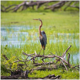 Wallario Sticker/Aufkleber f&uuml;r K&uuml;hlschrank/Geschirrsp&uuml;ler/K&uuml;chenschr&auml;nke, Selbstklebende Folie - 60 x 60 cm, Motiv: Graureiher am Wasser
