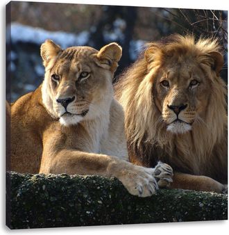 Pixxprint interessiertes L&ouml;wenpaar, Gr&ouml;&szlig;e: 70x70, Leinwandbild Quadratisch, Wandbild, Kunstdruck, fertig bespannt