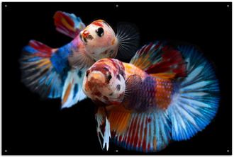 Wallario Outdoor-Poster f&uuml;r Garten oder Balkon Tanz unter Wasser, Motivbanner Gr&ouml;&szlig;e: ca. 60 x 90 cm, Outdoor-Bild