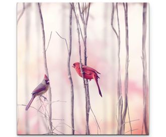 Paul Sinus Art Leinwandbilder | Bilder Leinwand 90x90cm Rotkardinal im Baum