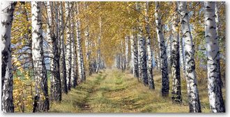 Tulup Leinwandbild - Wandkunst - Drucke auf Leinwand - Leinwanddruck -100x50 cm - Landschaften - Gelb - Birken im Herbst