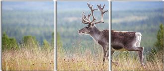 Pixxprint Rentier in Norwegen als XXL Leinwandbild in &Uuml;bergr&ouml;&szlig;e 180x80cm Gesamtma&szlig; 3 teilig, Wandbild, Kunstdruck