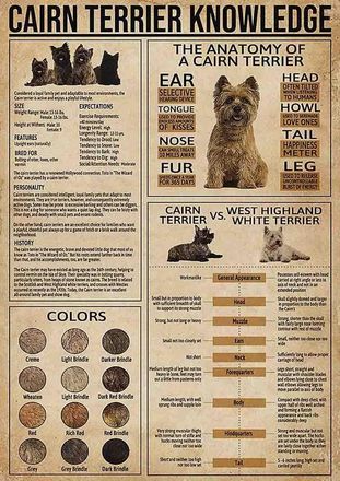 Generic ARA STEP Vintage Wissensposter Tiere Küche Wanddekor Drucke ungerahmt (297 x 420 mm, Cairn Terrier Wissen)