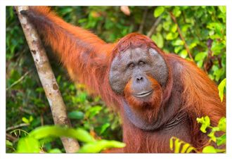 Wallario selbstklebendes Poster - Orang-Utan im Regenwald, Aufkleber in Premiumqualit&auml;t, Klebefolie Gr&ouml;&szlig;e: 61 x 91,5 cm (Maxiposter)