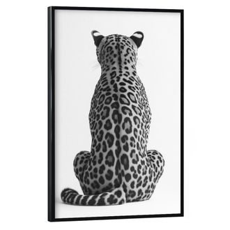 artboxONE Poster mit schwarzem Rahmen 60x40 cm Natur B&W Ruhender Leoparden - Bild Leopard Fell Katze