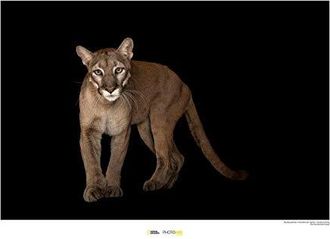 Komar National Geographic Wandbild | Florida Panther | Größe: 50 x 40 cm | ohne Rahmen | Poster, Fotographie, Tier, bedrohte Tierart, Tierbild, Kundstdruck,