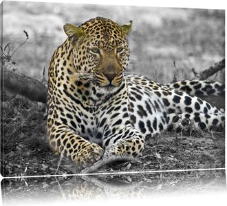 Pixxprint schöner Leopard liegt im Laub B&W, Größe: 80x60cm, Leinwandbild, fertig gespannt, Wandbild, Dekoration, Kunstdruck, kein Poster