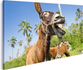 Islandburner Prime Bild auf Leinwand Esel Lustige Tiere Esel Lustige Tiere Glücklich Humorvolle Esel Lachen Bilder Wandbilder Poster