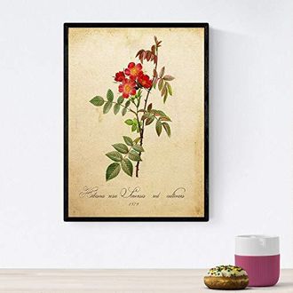Nacnic affiche des fleurs vintage. Imprimer h&eacute;m&eacute;rocalles, conception h&eacute;m&eacute;rocalle vintage. design dint&eacute;rieur Botanique. format A4