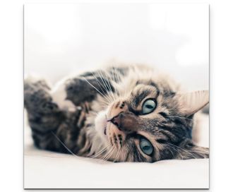 Paul Sinus Art Leinwandbilder | Bilder Leinwand 60x60cm graue Katze im Bett