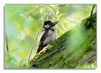 Wallario selbstklebendes Poster - Specht im gr&uuml;nen Versteck, Aufkleber in Premiumqualit&auml;t, Klebefolie Gr&ouml;&szlig;e: 70 x 100 cm (Riesenposter)