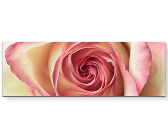 Paul Sinus Art Leinwandbilder | Bilder Leinwand 150x50cm pinke Rose - Nahaufnahme