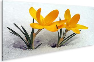 Islandburner Prime Bild auf Leinwand Gelbe Blume im Schnee EIS Bilder Wandbilder Poster