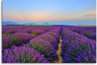 Paul Sinus Art 120x80cm Leinwandbild auf Keilrahmen Provence Lavendelfeld D&auml;mmerung Wandbild auf Leinwand als Panorama