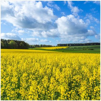 Wallario Sticker/Aufkleber f&uuml;r K&uuml;hlschrank/Geschirrsp&uuml;ler/K&uuml;chenschr&auml;nke, Selbstklebende Folie - 60 x 60 cm, Motiv: Bl&uuml;hendes Rapsfeld