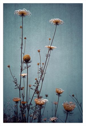 Wallario selbstklebendes Poster - Filigrane Wildblumen, Aufkleber in Premiumqualit&auml;t, Klebefolie Gr&ouml;&szlig;e: 61 x 91,5 cm (Maxiposter)