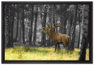 Pixxprint röhrender Hirsch im Wald Leinwandbild 60x40 cm im Bilderahmen, Wandbild, Schattenfugenrahmen, Kein Poster