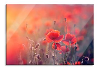 Pixxprint Glasbild, Wandbild aus Echtglas, Mohnblumenfeld, 60x40 cm, inkl. Aufhängung und Abstandshalter