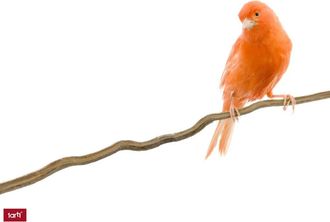 1art1 V&ouml;gel Kanarienvogel Wand-Tattoo | Deko Wandaufkleber f&uuml;r Wohnzimmer Kinderzimmer K&uuml;che Bad Flur | Wandsticker f&uuml;r T&uuml;r Wand M&ouml;bel/Schrank 36x22 cm