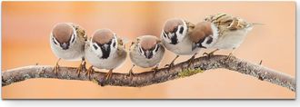 Paul Sinus Art Leinwandbilder | Bilder Leinwand 150x50cm Vögel auf einem Zweig