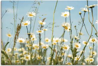 Artland Wanddeko Leinwand Bilder Wandbild 120x80 cm Pflanzen Blumenbilder Margeriten Blüte Natur Sommer Himmel U1ZZ