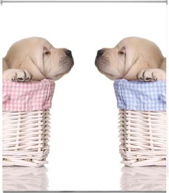 Estoralis A-1063 Rollo lichtdurchlässig Digital, Polyester, Mehrfarbig, 110 x 175 cm