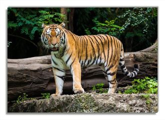 Wallario selbstklebendes Poster - Blick des Tigers, Aufkleber in Premiumqualit&auml;t, Klebefolie Gr&ouml;&szlig;e: 70 x 100 cm (Riesenposter)