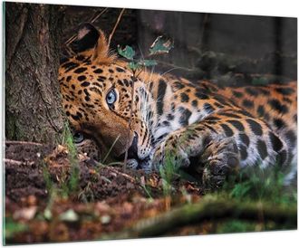 Arttor Bilder auf Glas 100x70cm Glasbild Leopard Portr&auml;t Jaguar Gro&szlig; Wanddeko Bild im Glas Schlafzimmer K&uuml;che Deko Wandbilder Dekoration Wohnzimmer Modern Wa