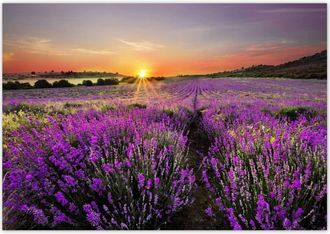 Generic Foto-Poster Wandkunst Dekor 84,10 x 59,40 cm Lavendelfeld Sonnenaufgang Nr. H730M_PL1A1