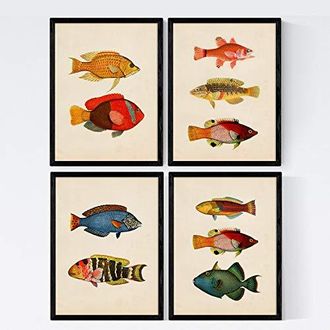 Nacnic Lot de 4 Affiches avec Poisson color&eacute; Effet Vintage. Maldives. Composition de 10 Poissons diff&eacute;rents au Format A4, Fond de Papier Ancien Vintage. sans