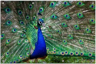 Wallario Outdoor-Poster f&uuml;r Garten oder Balkon Farbenpr&auml;chtiger Pfau, Motivbanner Gr&ouml;&szlig;e: ca. 80 x 120 cm, Outdoor-Bild