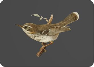 Fabulous 4 Platzsets mit Unterseite aus Kork, Schwarz, Vogel Sericorn, Biologie, antike Illustration, groß, 39,5 x 28,5 cm