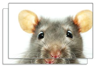 Wallario 2er Set Fr&uuml;hst&uuml;cksbrettchen aus Glas, Glasunterlage, Glasbrettchen Maus am Tellerrand, Gr&ouml;&szlig;e 30 x 20 cm, Sicherheitsglas