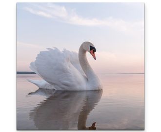 Paul Sinus Art Leinwandbilder | Bilder Leinwand 60x60cm Schwan auf See an sonnigem Tag