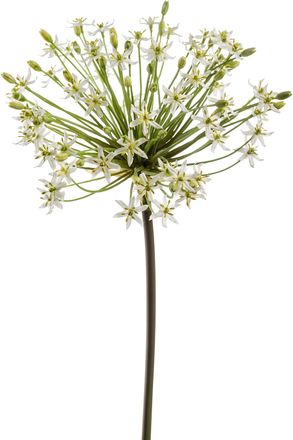 Generic künstliche Allium mit XXL Blüte weiß H. 90cm Emerald Kunstblumen