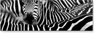 Paul Sinus Art Leinwandbilder | Bilder Leinwand 120x40cm Zebra in seiner Herde