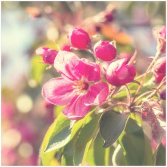 Wallario Sticker/Aufkleber für Kühlschrank/Geschirrspüler/Küchenschränke, Selbstklebende Folie - 60 x 60 cm, Motiv: Frühlingszauber