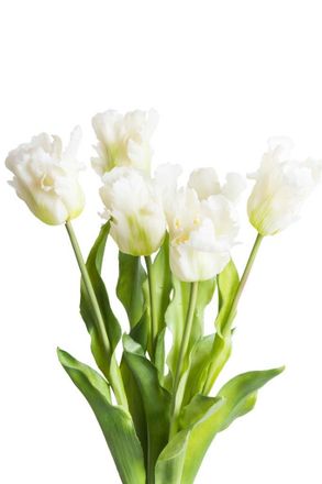 Botanic-Haus k&uuml;nstliches Tulpenb&uuml;ndel/k&uuml;nstlicher Tulpenbund Sandy Parrot mit 6 Tulpen Farbe: Creme-wei&szlig; real Touch