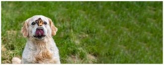 Wallario Glasbild Hund trifft Leckerli - 50 x 125 cm Wandbilder Glas in Premium-Qualit&auml;t: Brillante Farben, freischwebende Optik