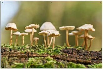 Wallario Outdoor-Poster f&uuml;r Garten oder Balkon Pilze auf Baumstamm, Motivbanner Gr&ouml;&szlig;e: ca. 60 x 90 cm, Outdoor-Bild