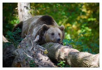 Wallario selbstklebendes Poster - B&auml;r im Wald, Aufkleber in Premiumqualit&auml;t, Klebefolie Gr&ouml;&szlig;e: 61 x 91,5 cm (Maxiposter)