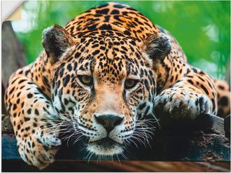 Artland ARTland Wanddeko Wandtattoo selbstklebende Vinylfolie 60x45 cm Jaguar Tiere Raubkatze Dschungel Regenwald Südamerika T5FI