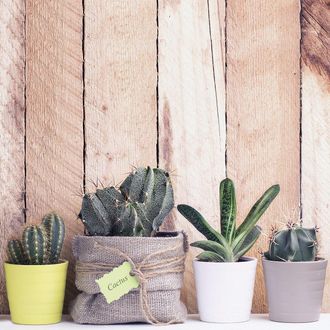 Eurographics Eurographics 20x20, DG-DC1273 Cactus Collection II Glasbild, Glas, bunt, 20 x 20 x 1,7 cm, 20 x 20 x 1.7 cm