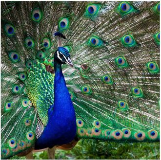 Wallario Sticker/Aufkleber f&uuml;r K&uuml;hlschrank/Geschirrsp&uuml;ler/K&uuml;chenschr&auml;nke, Selbstklebende Folie - 60 x 60 cm, Motiv: Farbenpr&auml;chtiger Pfau