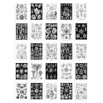 Artery8 50 Pcs Botanical Aesthetic Haeckel Nature Black White Collage Kit Wall Art Prints A6 Set Pack 14.8 x 10.5 cm (5.8 x 4.1) Bedroom Wall Home Bathroom Pi