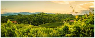 Wallario Glasbild Abendlicht &uuml;ber Weinbergen - 50 x 125 cm Wandbilder Glas in Premium-Qualit&auml;t: Brillante Farben, freischwebende Optik