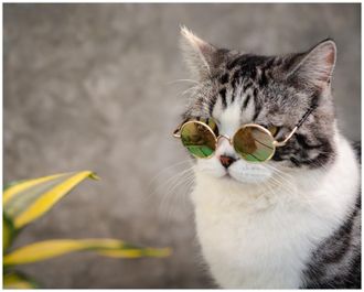 Wallario Poster - Katze mit Stil in Premiumqualit&auml;t, Gr&ouml;&szlig;e: 40 x 50 cm