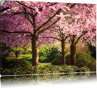 Pixxprint Rosa blühende Kirschbäume, Größe: 100x70cm, Leinwandbild, fertig gespannt, Wandbild, Dekoration, Kunstdruck, kein Poster