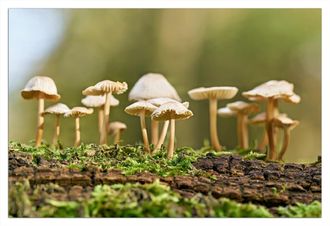 Wallario selbstklebendes Poster - Pilze auf Baumstamm, Aufkleber in Premiumqualit&auml;t, Klebefolie Gr&ouml;&szlig;e: 61 x 91,5 cm (Maxiposter)